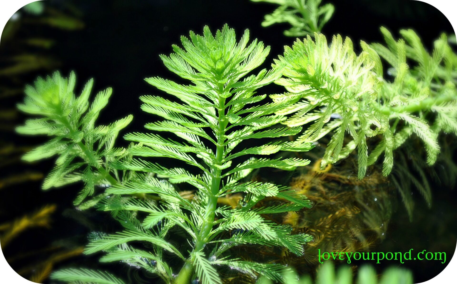 Myriophyllum Aquaticum Aquarium